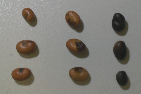 BE03 - Beans Staining and Colour Method v1 cover image.