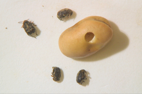 BE04 - Bean Insect Test Method v1 cover image.