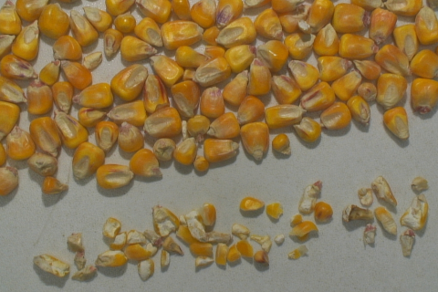 MO3.0 Maize – Broken Grains v1 (9.3)