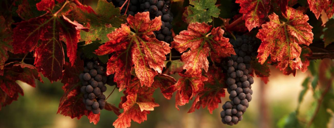 AIDS Project Worcester